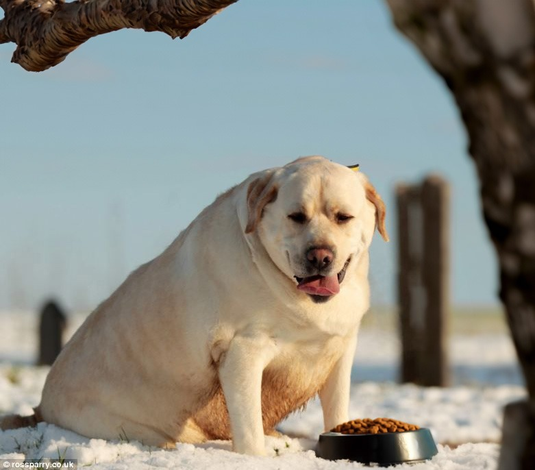 ¿Cómo saber si mi perro tiene sobrepeso? Te explciamos